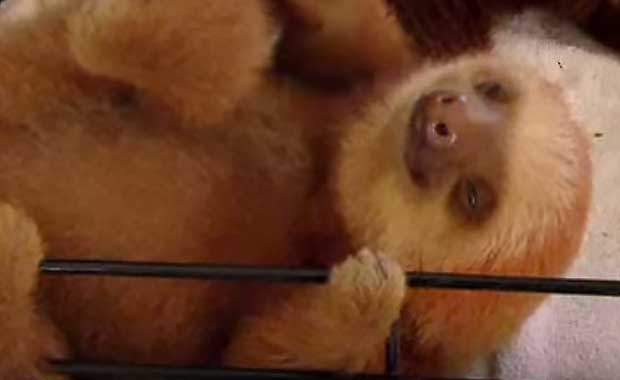 Baby Sloths Are Transported To Their Baths Where The Most Adorable ...