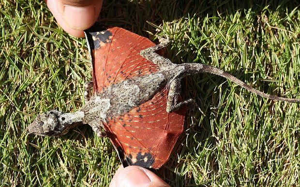 Tiny ‘Dragons’ Discovered In Indonesia And ‘Game of Thrones’ Fans Are ...
