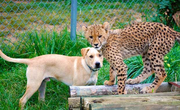 Puppy Cheetah Friendship: Puppy, Cheetah Cub Form Special Bond