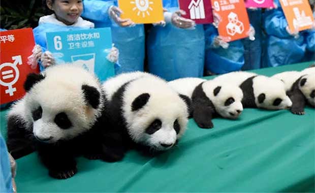 China Held A ‘Panda Kindergarten’ And It Was As Adorable As You’re ...