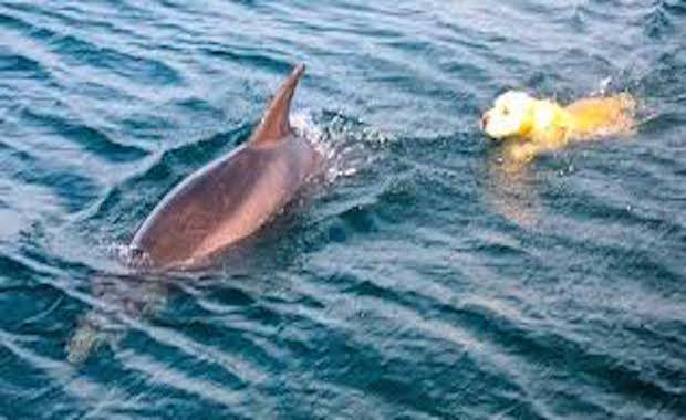 Dolphin And Dog Strike Up An Unusual Friendship - Your Daily Dish