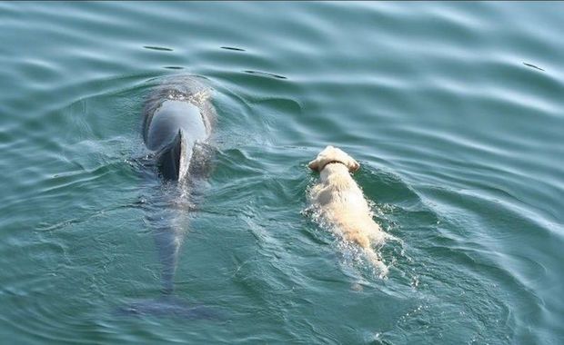 Dolphin And Dog Strike Up An Unusual Friendship - Your Daily Dish