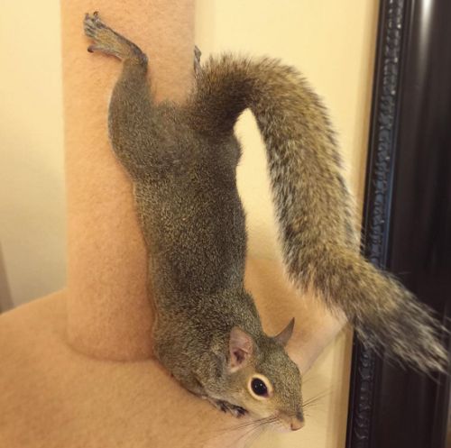 Rescued Squirrel Becomes Instagram Famous - Your Daily Dish