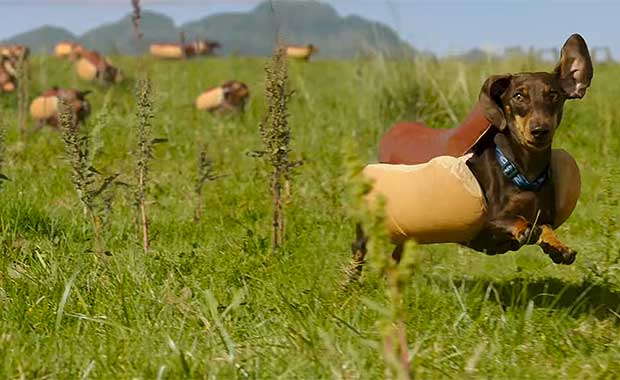 Heinz's Adorable Stampede of Wiener Dogs Highlights Early Contenders ...