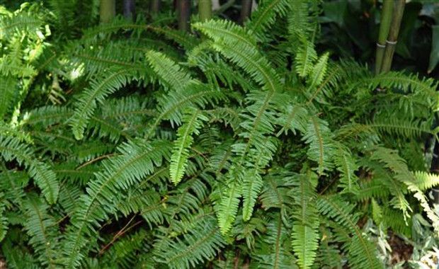 Best Air-Filtering Plants to Help Filter Out Harmful Toxins in Your ...