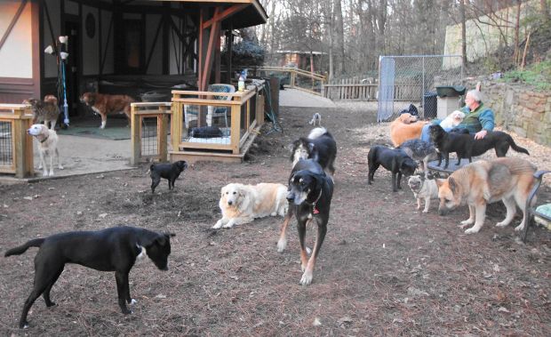 This Retirement Home for Dogs Is a Wonderful Thing - Your Daily Dish