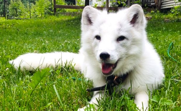 Meet Archer, the Laughing Fox Who Will Instantly Brighten Your Day ...