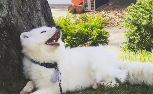 Meet Archer, the Laughing Fox Who Will Instantly Brighten Your Day ...