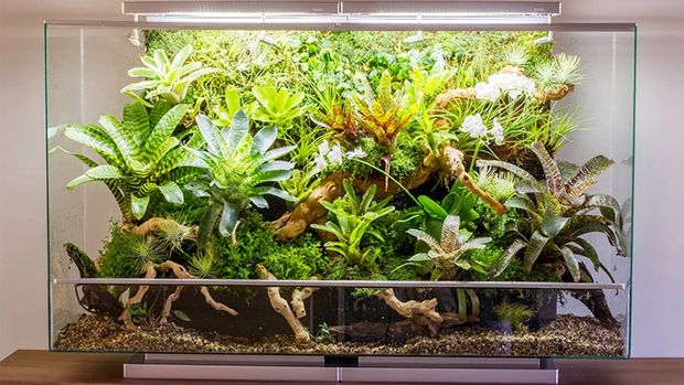 Grow Anything With World's First Smart Microhabitat - Your Daily Dish