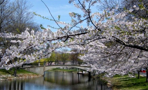 Surprising Places You Can See Cherry Blossoms This Spring - Your Daily Dish