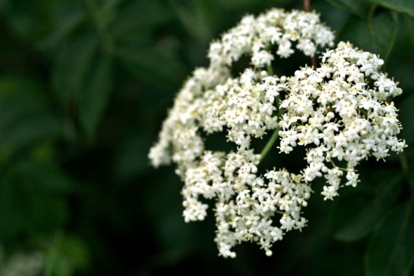 The Best Edible Flowers for Your Next Dish - Your Daily Dish