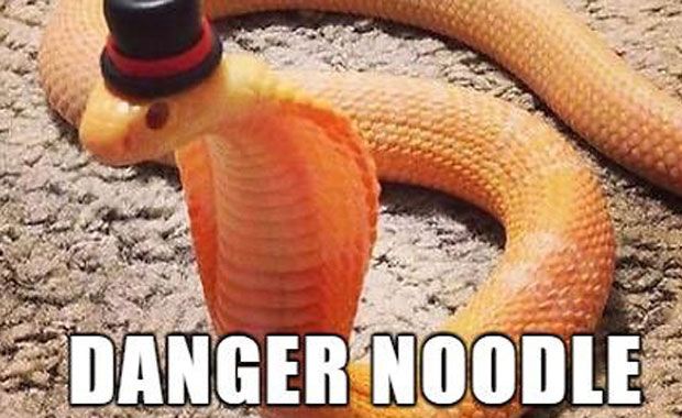 Internet Combines Love for Animals and Snark With # ...