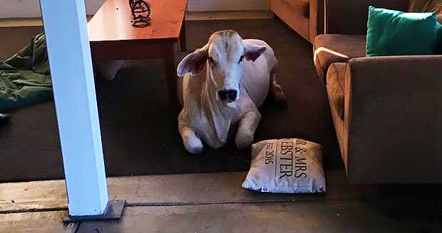 Cow Breaks Into Family's Home Because the Living Room Rug Is Much More ...