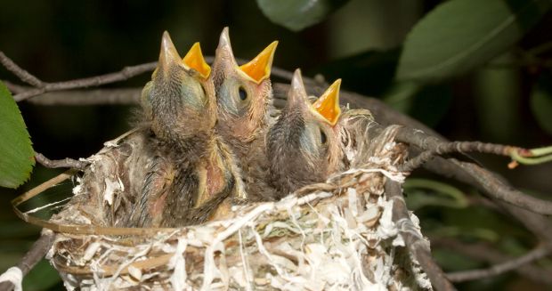 When to Help a Baby Bird That's Fallen From Its Nest - Your Daily Dish