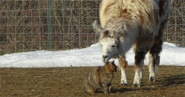 Cat and Llama Overturn Friendship Norms and Become Ultimate BFFs - Your ...