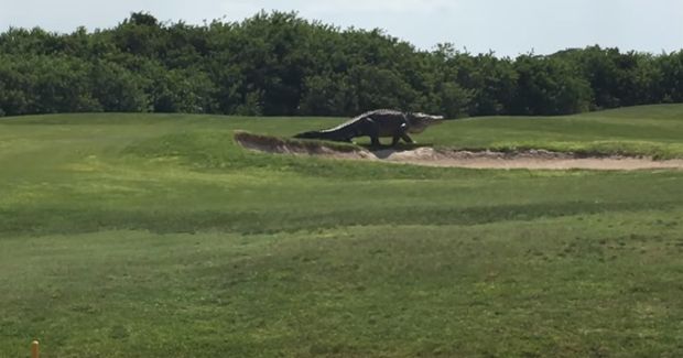 Dino-Sized Gator Takes a Stroll Through Florida Golf Course - Your ...