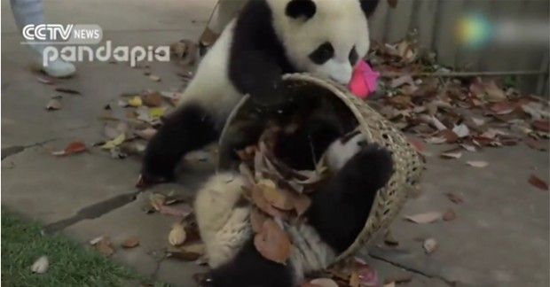Watch These Two Adorable Pandas Fight Over a Basket of Leaves - Your ...