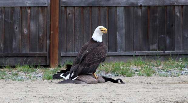 American Bald Eagle V. Canada Goose Is the Super Power Showdown We ...
