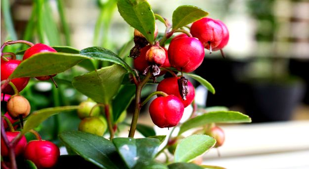 Best Fruits to Grow in Pots and Containers for Summer - Your Daily Dish