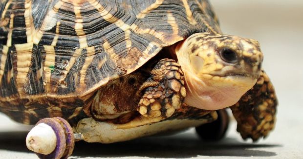 Tortoise Gets Wheels; Becomes Fastest Tortoise in Zoo - Your Daily Dish