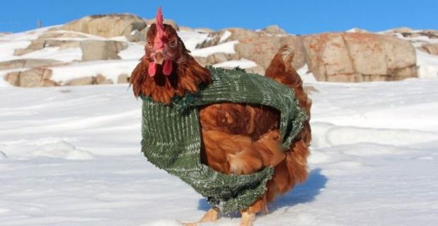 Meet the Hen That Is Sailing Around the World - Your Daily Dish