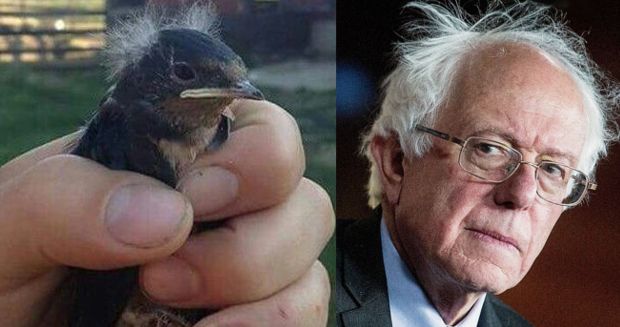Small Bird Hilariously Resembles Bernie Sanders - Your Daily Dish