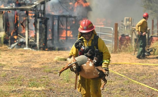 Firefighters and Photographer Save Goats Trapped in California Wildfire ...