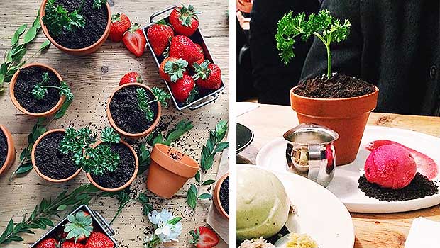 This Plant Is Actually an Edible Dessert and Gardeners Will Love It ...