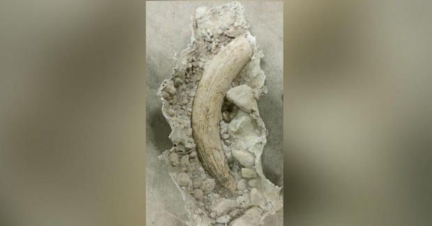 Man Discovers Rare Mammoth Tusk While Digging in His Backyard - Your ...