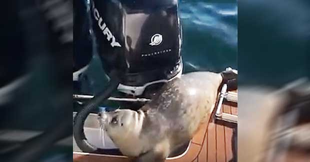 Smart Seal Manages to Escape Dumb Killer Whales by Jumping on the Back ...