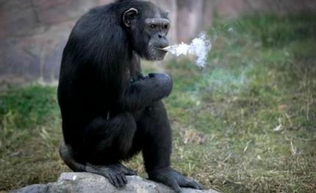 Chimpanze Who Smokes Like a Chimney Is (Unfortunately) Biggest Star at ...