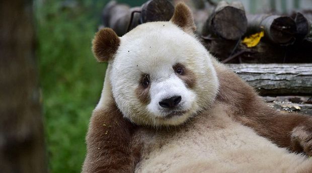 Meet Qizai, the World's Only Brown Panda - Your Daily Dish
