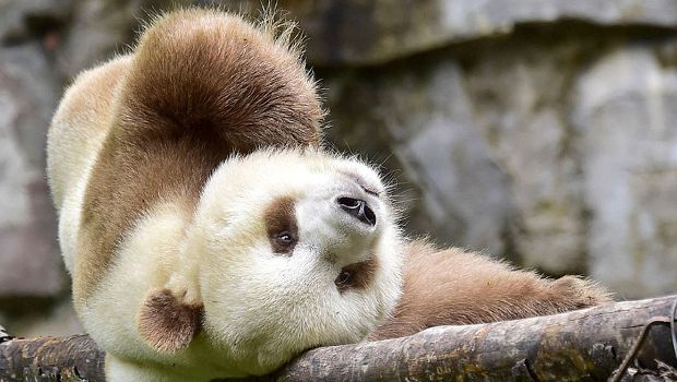 Meet Qizai, the World's Only Brown Panda - Your Daily Dish