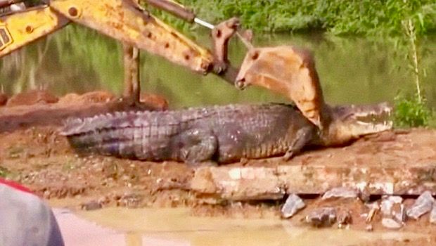 Giant 17-Foot Crocodile Rescued From Sri Lankan Canal Is Like Real Life ...