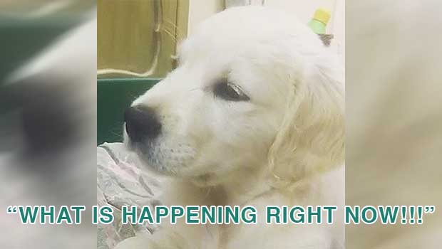 This Puppy Gets Confused At Its First Hiccups And It Is Adorable Your