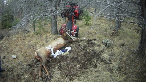 Oregon Man Impaled by Elk He Hunted and Killed Just Minutes Earlier ...