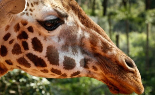 Scientists Say the Giraffe Is in Danger of Extinction — Here's How You ...