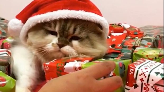This Adorable Scrooge-Like-Cat Won't Share Any of His Christmas ...