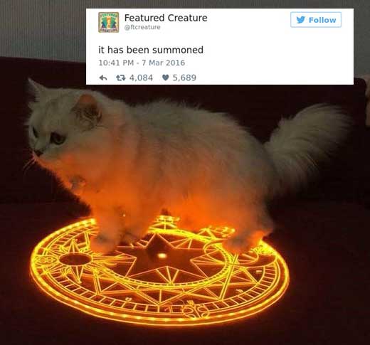 Cat Twitter Is Just the Thing to Brighten This or Any Day