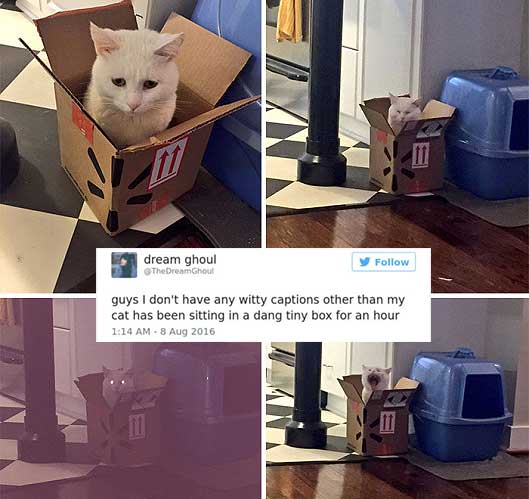 Cat Twitter Is Just the Thing to Brighten This or Any Day