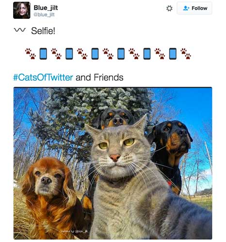 Cat Twitter Is Just the Thing to Brighten This or Any Day