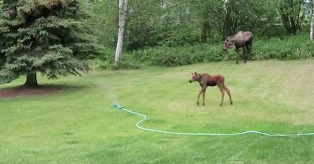 Cory Williams Captures Baby Moose Playing in a Backyard Sprinkler