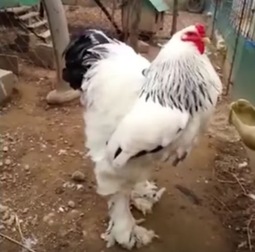 Giant Brahma Chicken Video From Kosovo Has Taken Over the Internet