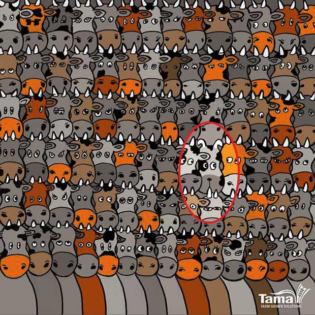 Find The Hidden Cow - All About Cow Photos