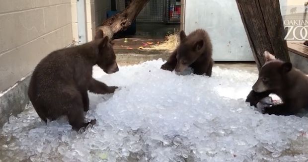 Watch These Bears Find a Way to Beat the Heat at the Oakland Zoo
