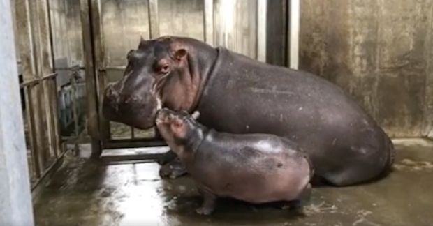 Baby Hippo Fiona Finally Reunites With Mother Bibi at Cincinnati Zoo