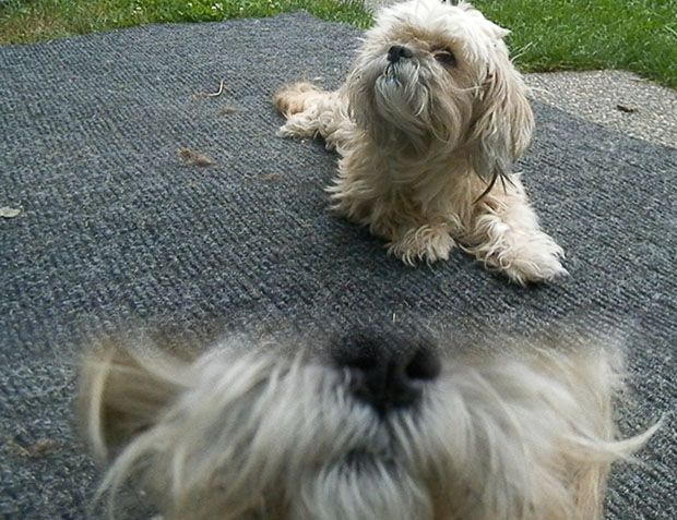Panorama Dog Photos Guaranteed To Freak You Out