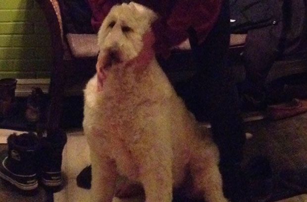 Panorama Dog Photos Guaranteed To Freak You Out