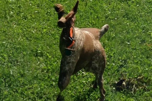 Panorama Dog Photos Guaranteed To Freak You Out