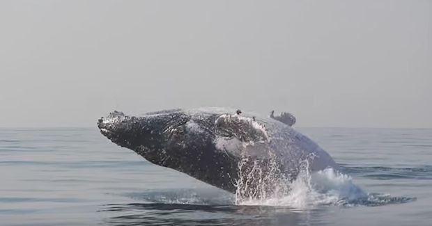 Viral Video Captures 40-Ton Whale Jumping Completely Out Of The Water